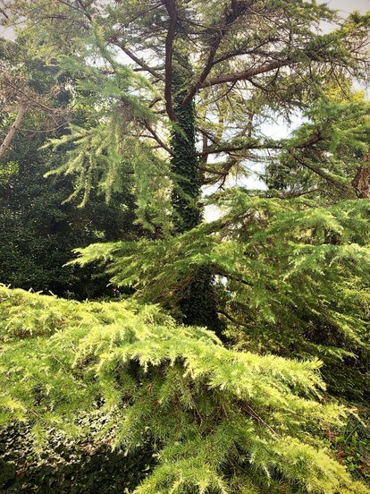Golden Deodar Cedar | Grounds for Sculpture
